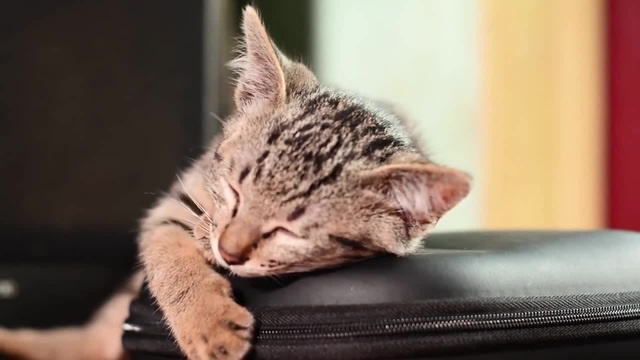 🐱😻 ℂ𝕒𝕥𝕤 𝔼𝕧𝕖𝕣𝕪𝕨𝕙𝕖𝕣𝕖 | For #ニャ - Coub