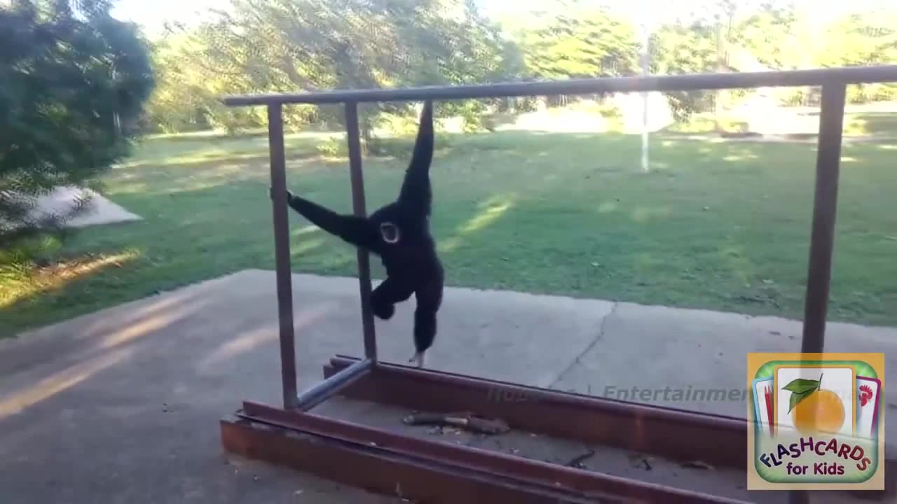 Gibbon (Monkey) Animals For Kids - Coub - The Biggest Video Meme Platform