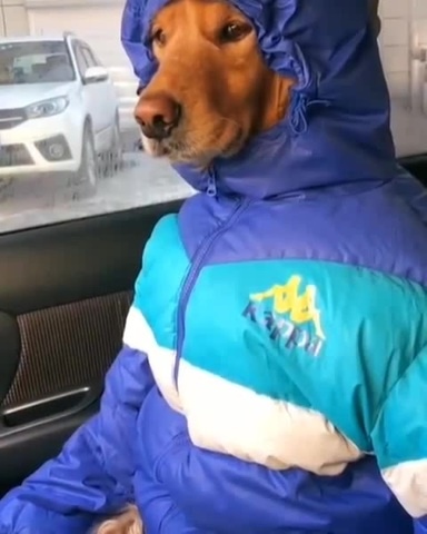 Собака в машине - Coub