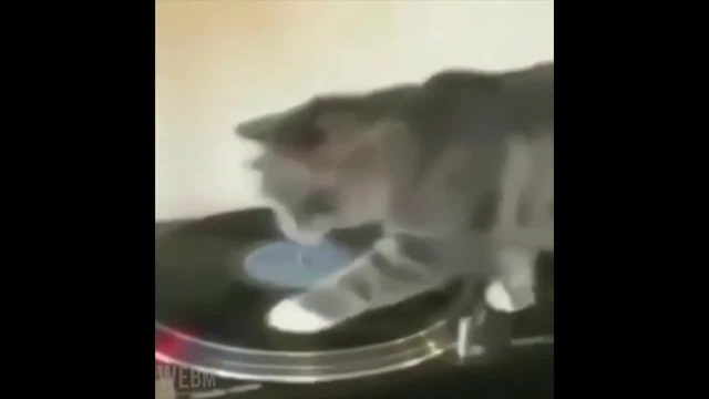 Spin cat - Coub - The Biggest Video Meme Platform