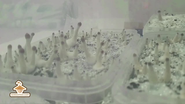 Magic mushrooms timelapse - Coub