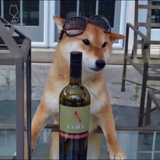 Doggo does le drink XDDDDD - Coub