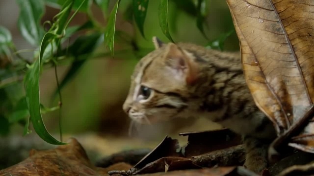 Rusty spotted cat - Coub - The Biggest Video Meme Platform