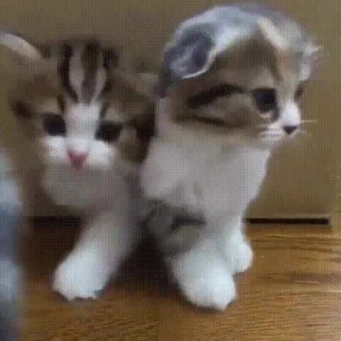kittens - Coub