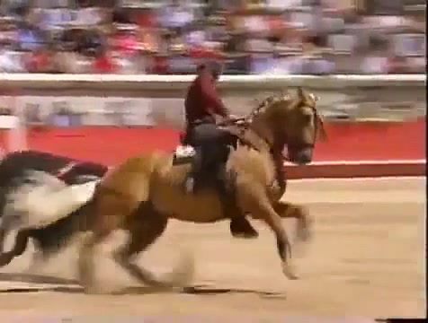 Merlin - The horse with determination - Coub