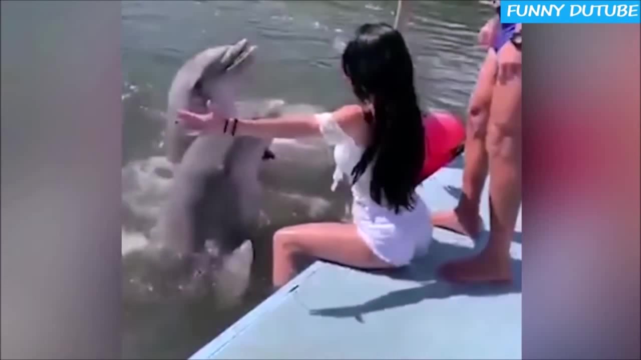 Naughty dolphin - Coub
