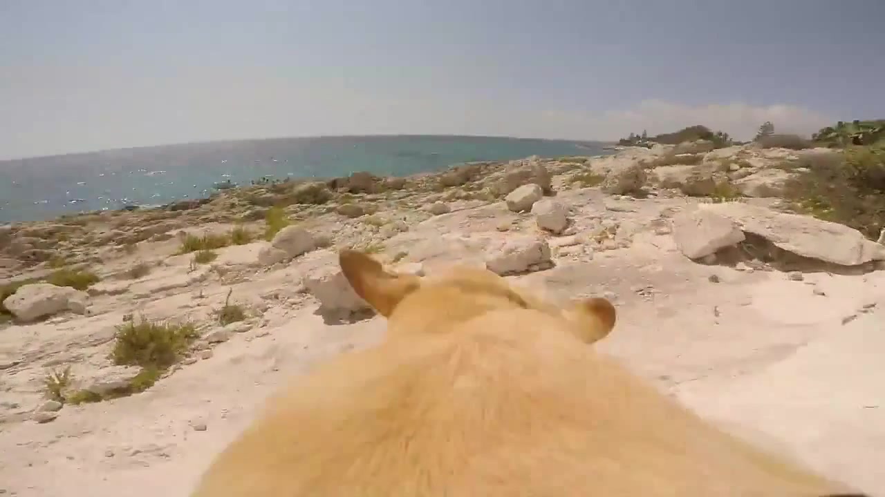 Run boy, RUN!! - Coub - The Biggest Video Meme Platform