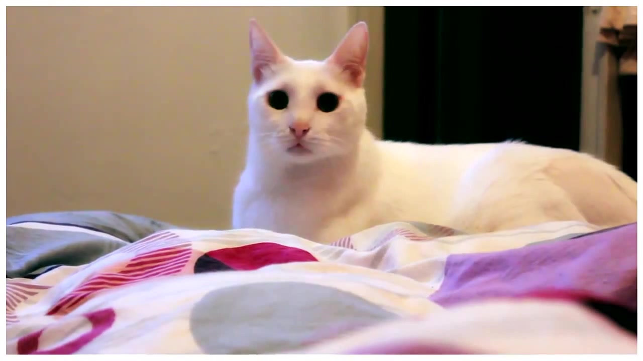 Avicii - Wake Me Up - Cats Cover - Coub