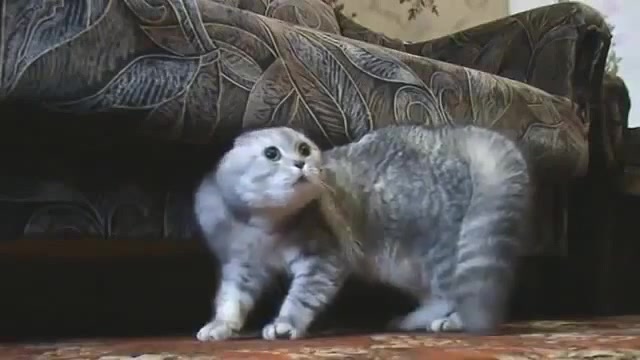 Cats make breakdown - Coub - The Biggest Video Meme Platform