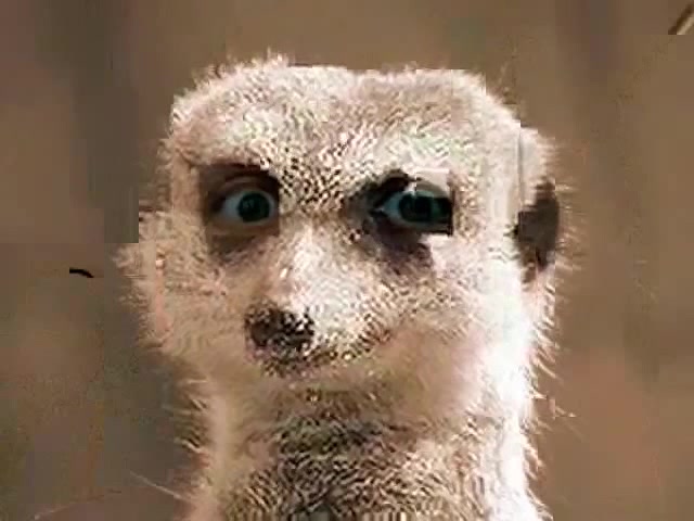 biometric id - Coub - The Biggest Video Meme Platform