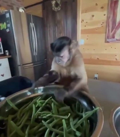 Monkey Snapping Peas ! #Shorts #Wow - Coub