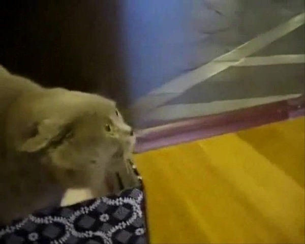 NONONO CAT : Спор - Coub - The Biggest Video Meme Platform