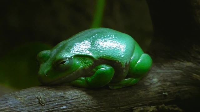 Вислоног - Rhacophorus [Carbon Based Lifeforms - Frog] - Coub