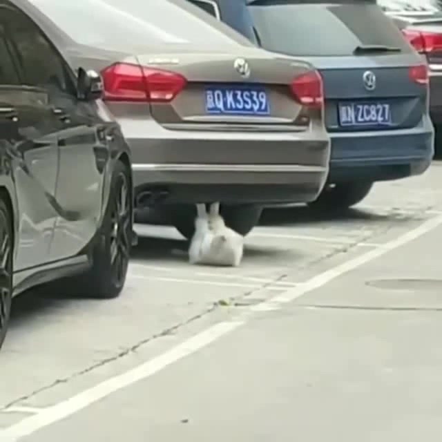 Cat Rocky Balboa - Coub