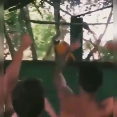 parrot dancing like a pro - Coub