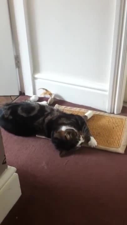 Cat Faceplant! - Coub