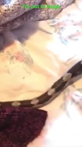 a snake and a glove - Coub - The Biggest Video Meme Platform