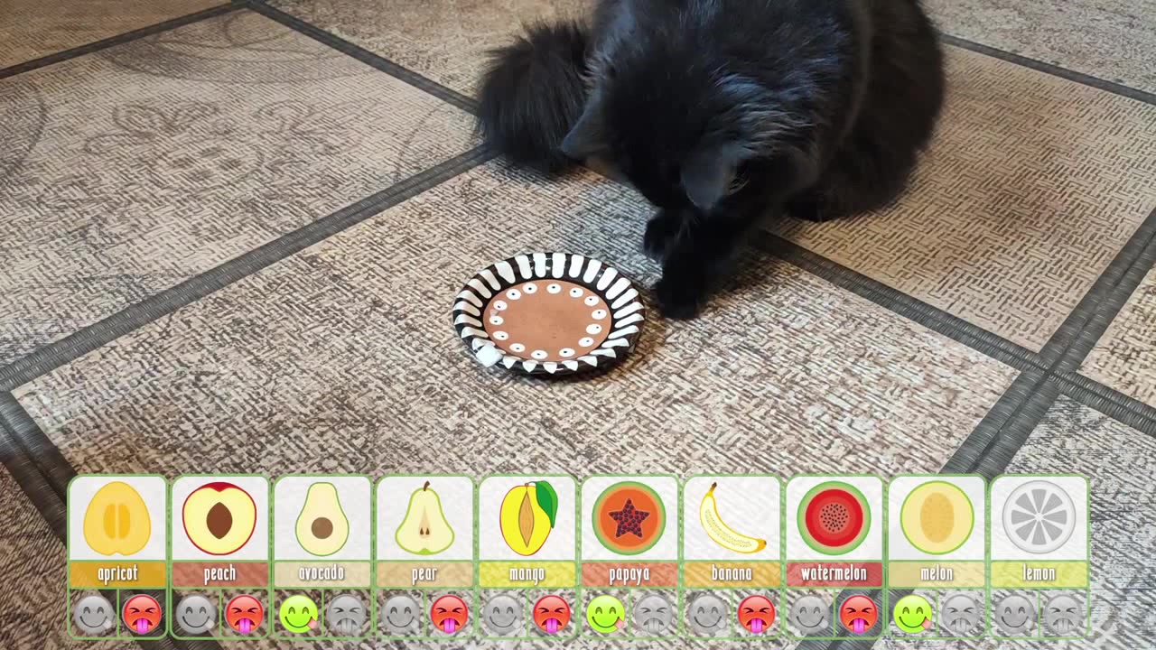 Enzo the cat eats melon - Coub