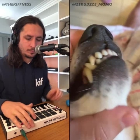 The Kiffness x Lalala Dog - Lalala (Live Looping Singing Dog Song) - Coub