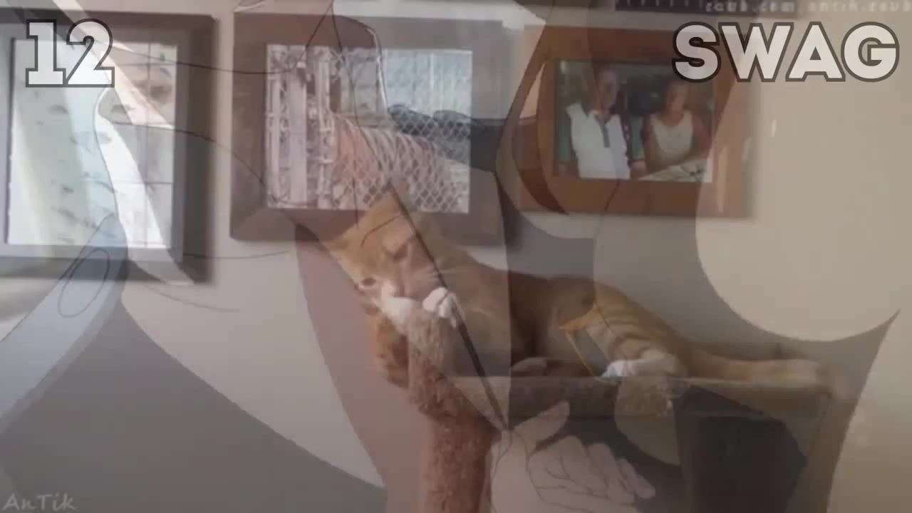 Swag fun - Coub - The Biggest Video Meme Platform