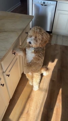 Talking Ben !!! Real !!! - Coub