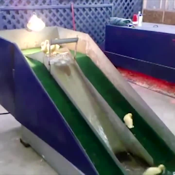 Duck Water Slide - Coub