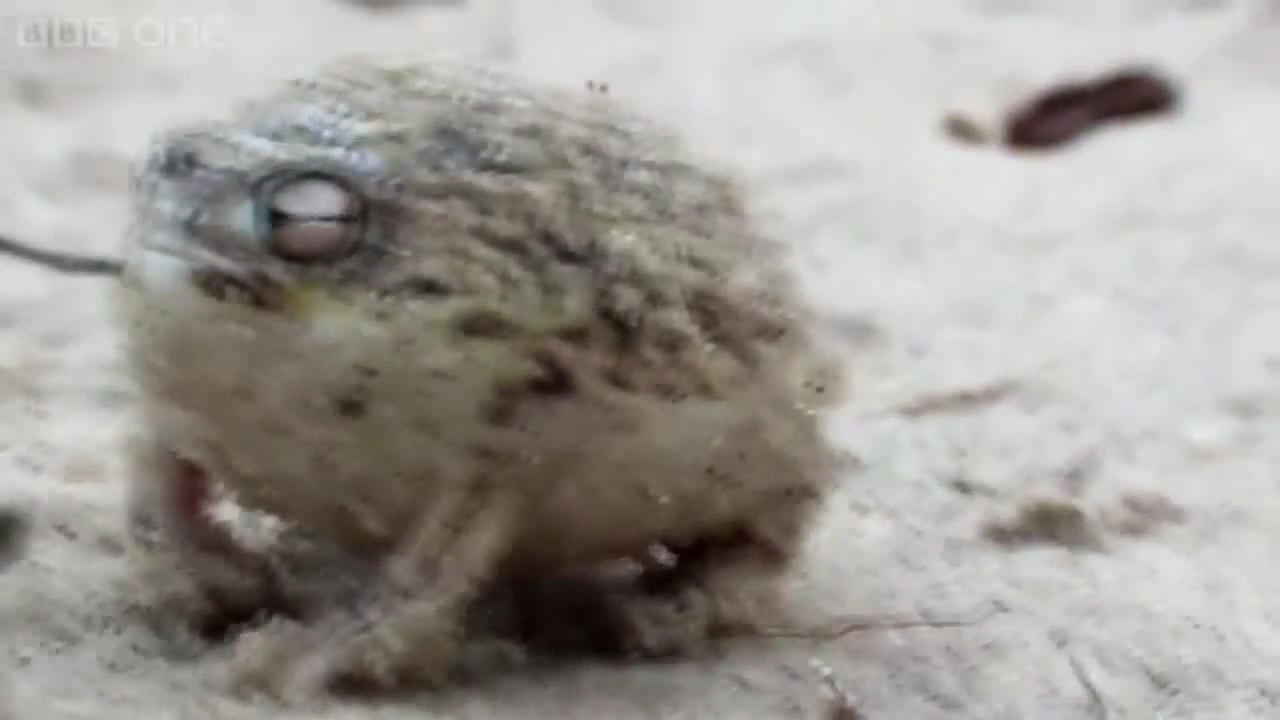 Angry frog - Coub