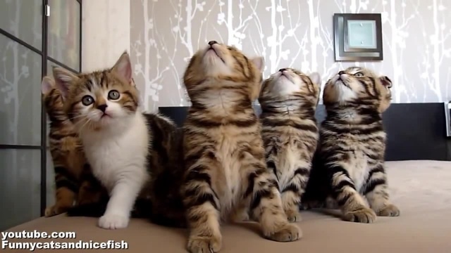 Funny Dancing Chorus Line of Kittens ) - Coub