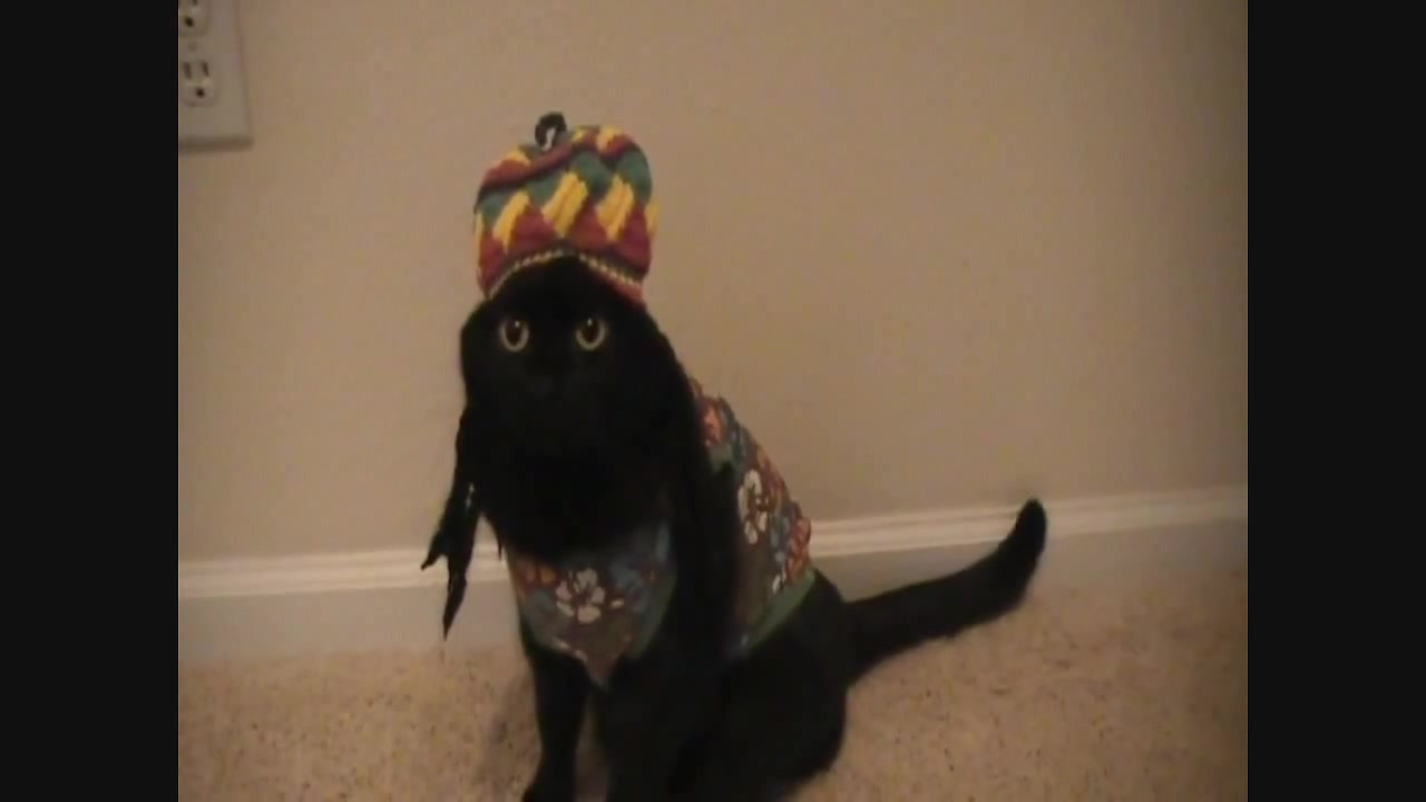 Rasta cat - Coub