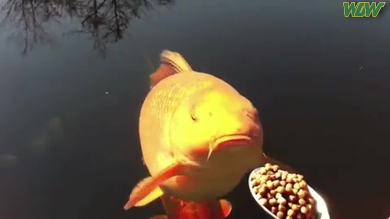 Золотая рыбка || Gold fish - Coub - The Biggest Video Meme Platform