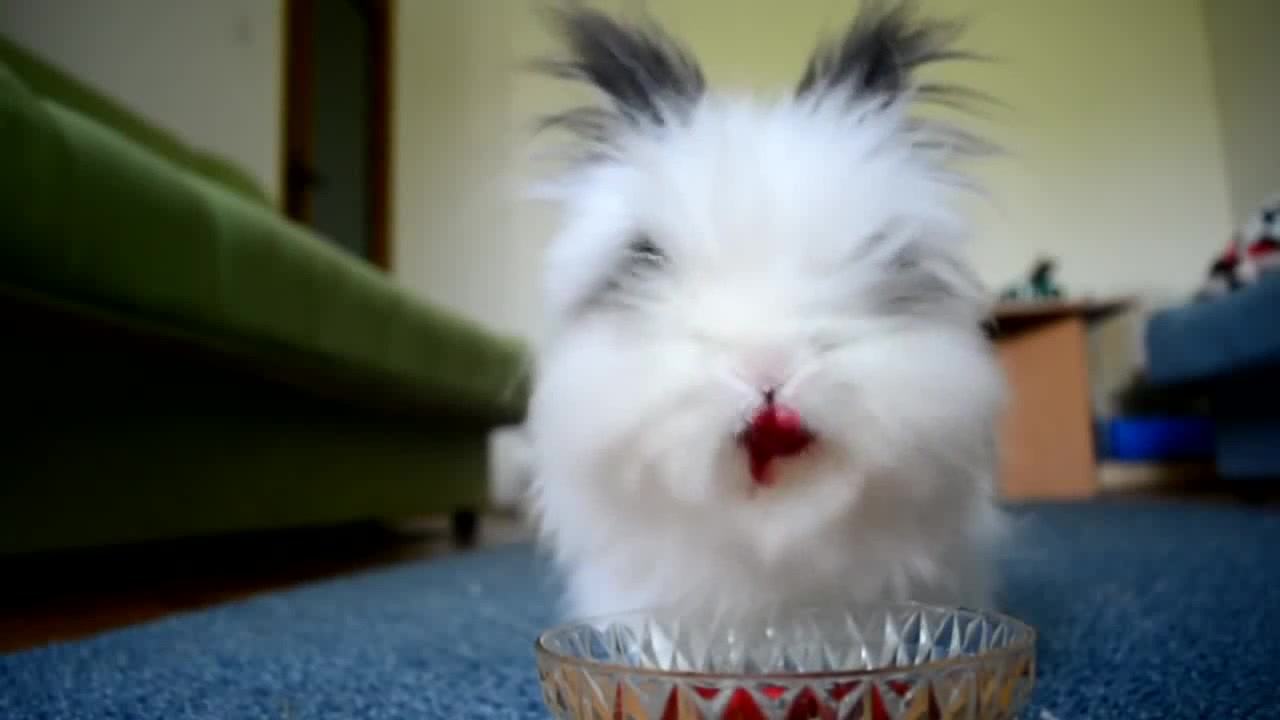rabbit eating raspberry - Coub