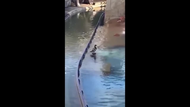 duck surprise - Coub