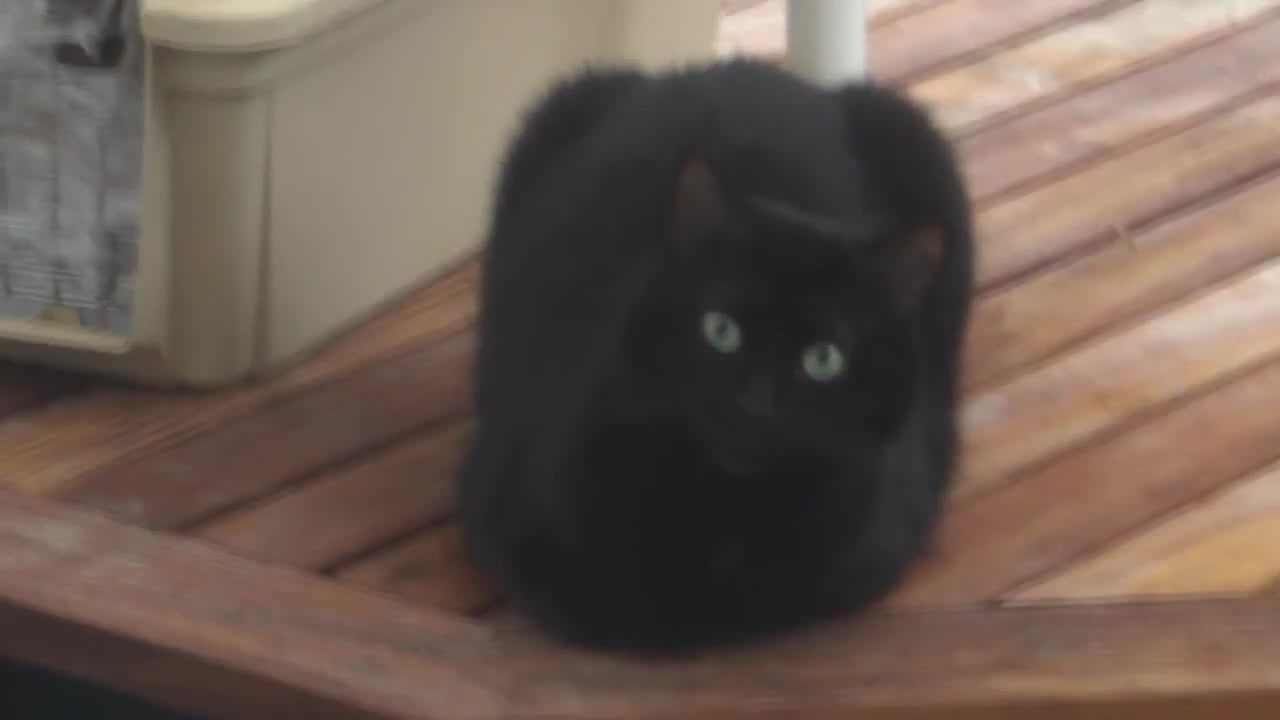 Call Me Kitty Cat - Coub