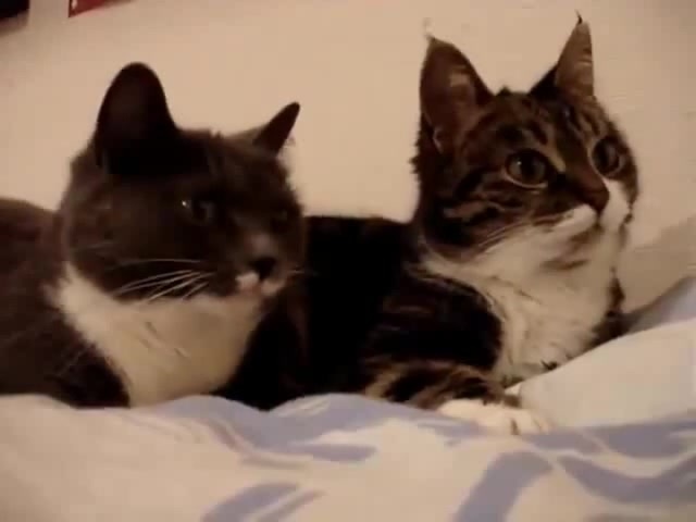 Cute Cats (song: Alluniar - Sugar) - Coub
