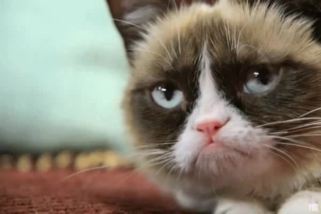 "Because I'm happy!" - Grumpy Cat ~*~ Inspired and a very special ...
