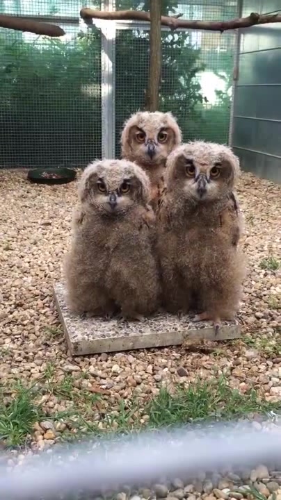 Owls dancing - Coub - The Biggest Video Meme Platform