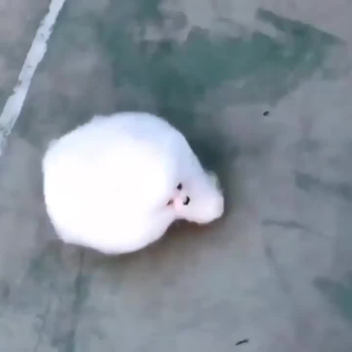 Daring escape from the cotton ball factory! - Coub