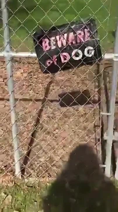 Tool - The Grunge x Beware of Dog - Coub - The Biggest Video Meme Platform