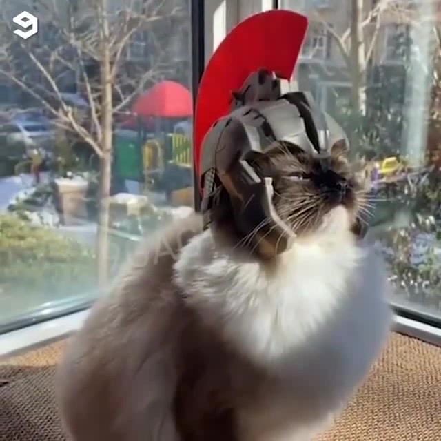 Пушок - командир легиона / Fluffy - Legion Commander - Coub - The ...