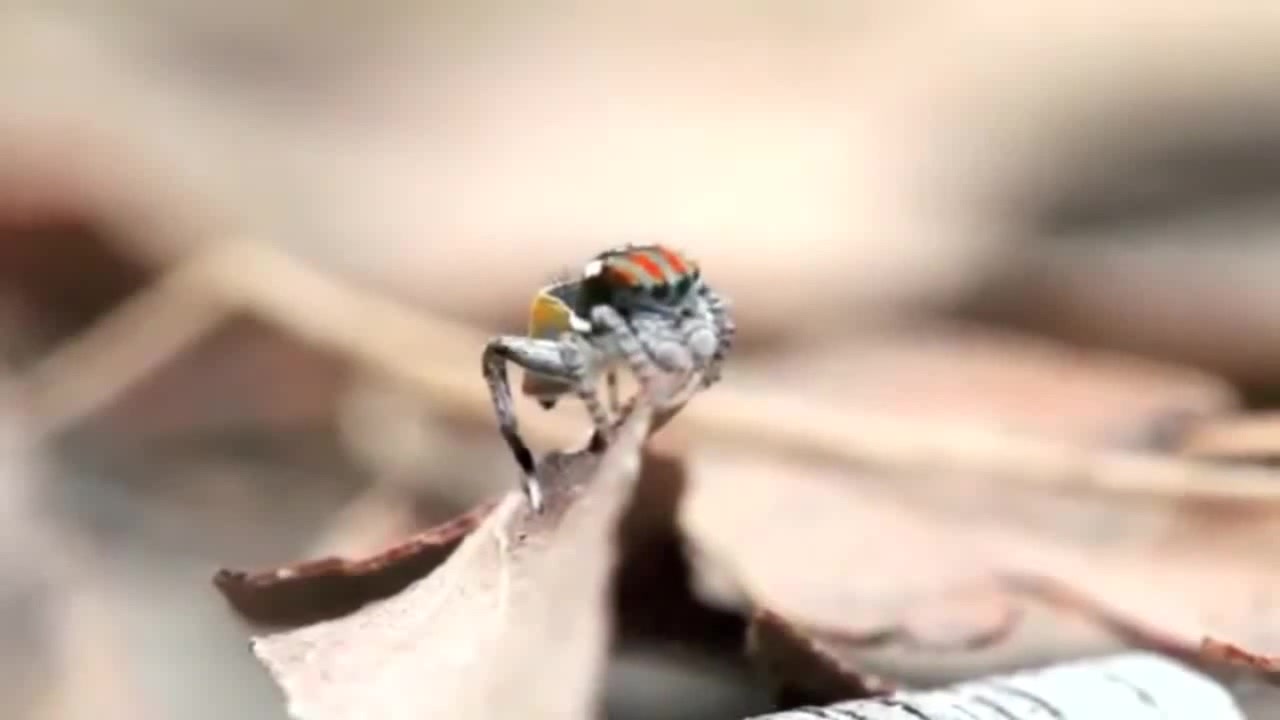 Spider Peafowl - Coub