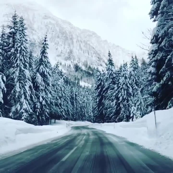 Winter forest - Coub