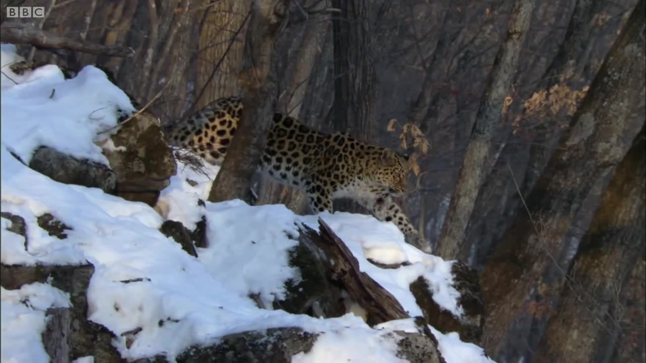 Амурский леопард / The Amur Leopard - Coub
