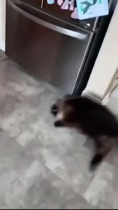 Catwalk - Coub - The Biggest Video Meme Platform