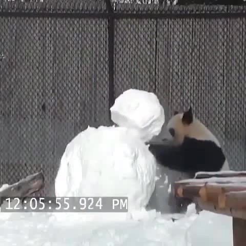 Dumb Panda 🐼 - Coub