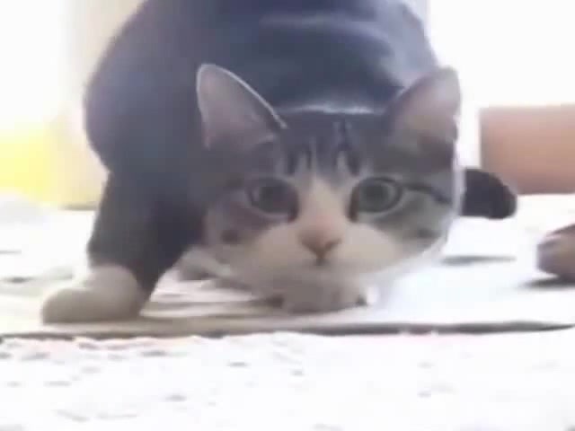 Cat Wiggle Wiggle Wiggle [FULL SONG/VIDEO] - Coub
