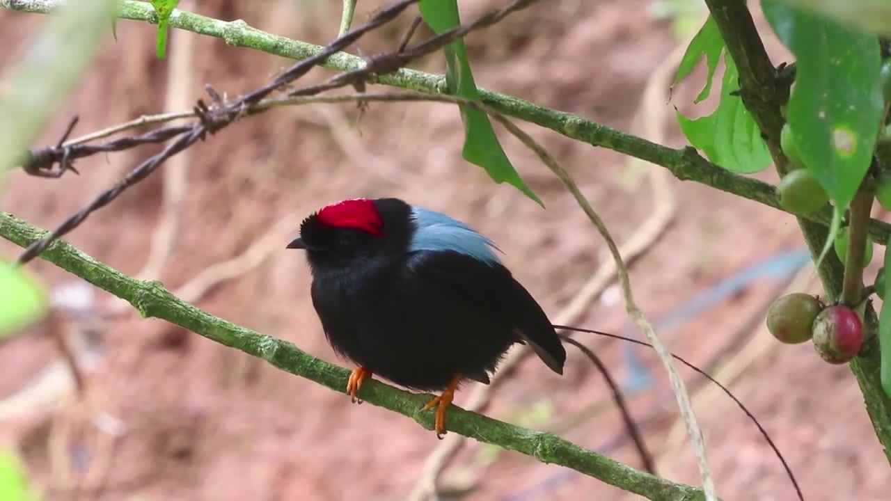 long tailed manakin - Coub - The Biggest Video Meme Platform
