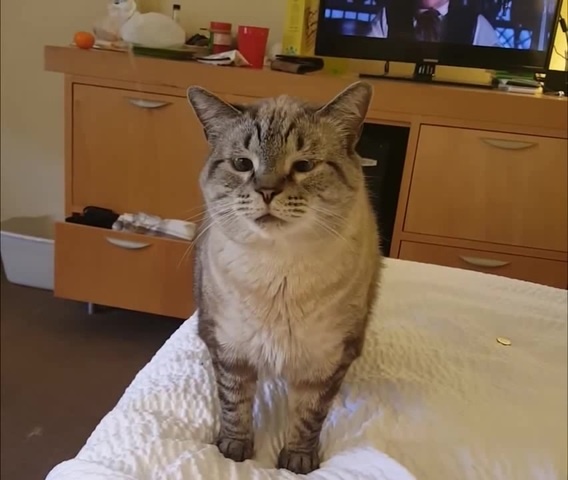 Half-Life Cat - Coub