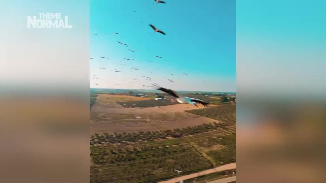 Amazing - Coub
