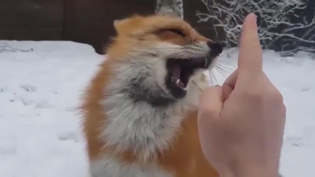 fox boop - Coub