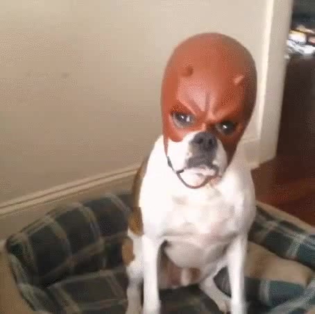 Daredevil dog - Coub